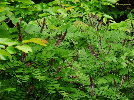 Amorpha fruticosa