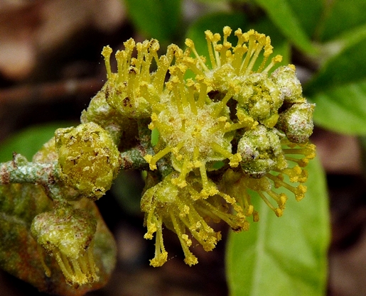 Croton alabamensis