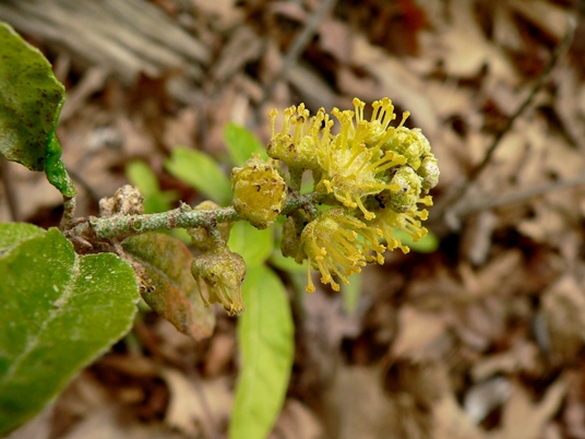 Croton alabamensis