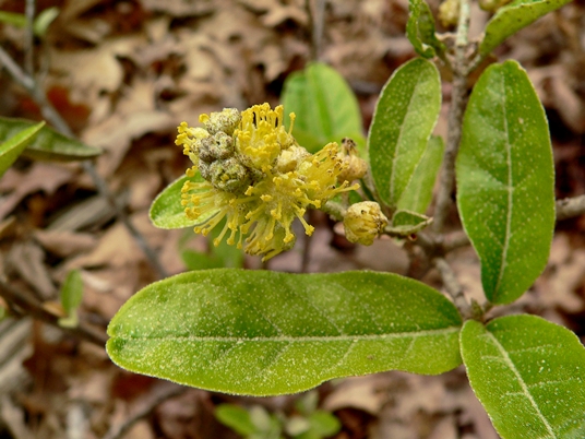 Croton alabamensis