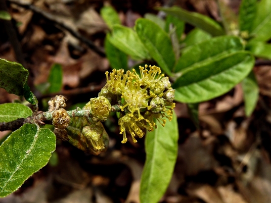 Croton alabamensis