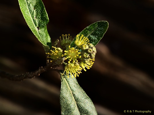 Croton alabamensis