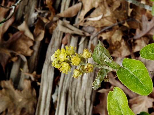 Croton alabamensis