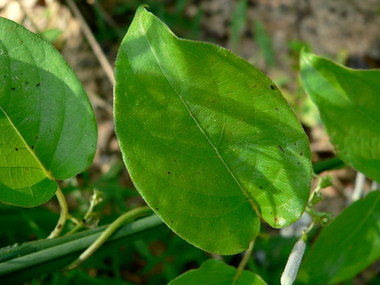 Paederia foetida