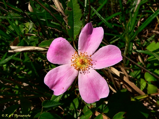 Rosa carolina