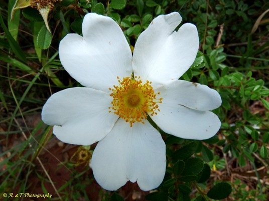 Rosa luciae