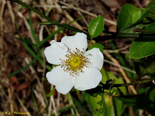 Rosa luciae