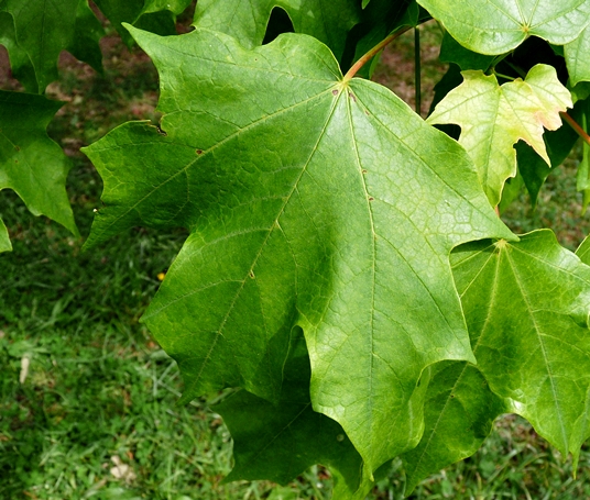 Acer floridanum