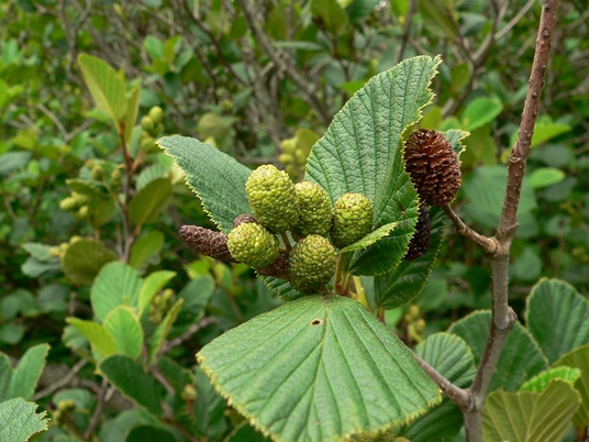 Alnus viridis ssp. crispa