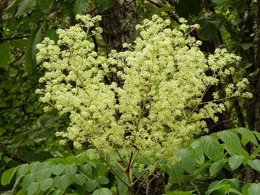 Aralia spinosa
