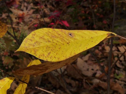 Asimina triloba