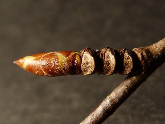 Betula lenta