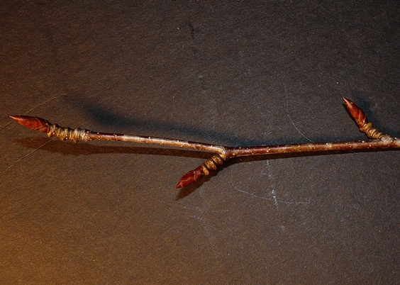 Betula lenta