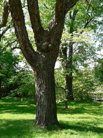 Betula nigra