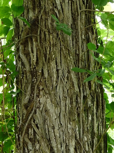 Carya laciniosa