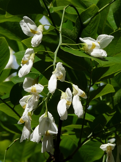 Cladrastis kentukea