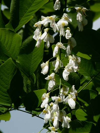 Cladrastis kentukea