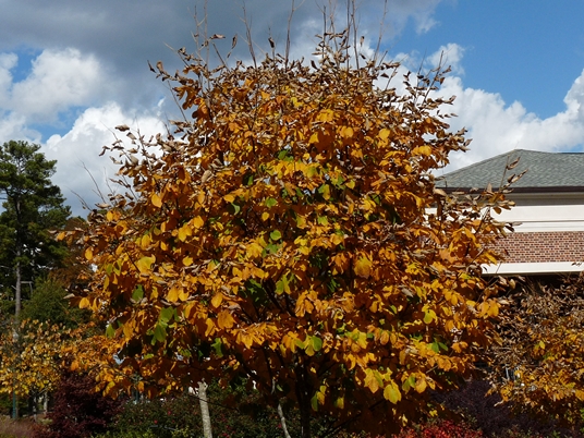 Cladrastis kentukea