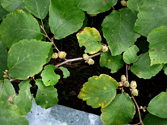 Hamamelis virginiana