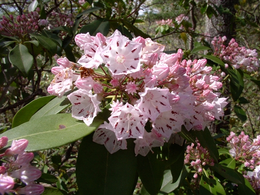 Kalmia latifolia