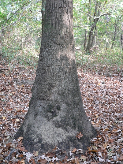 Nyssa aquatica