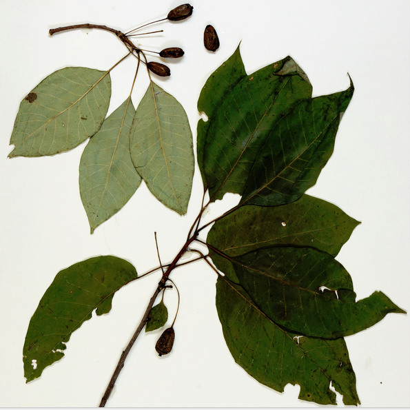 Nyssa aquatica