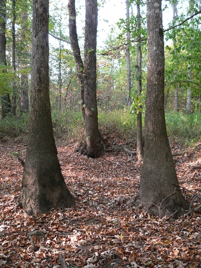 Nyssa aquatica