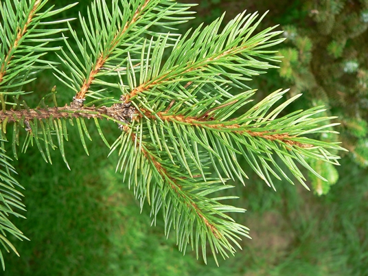 Picea rubens