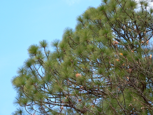 Pinus palustris