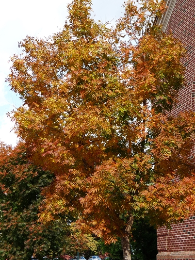 Pistacia chinensis