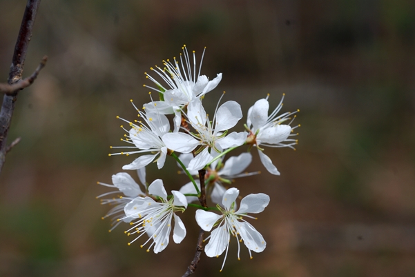 Prunus americana
