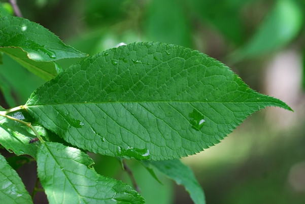 Prunus americana