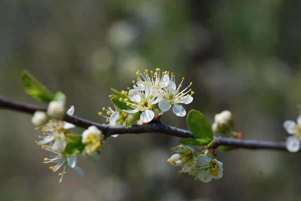 Prunus angustifolia