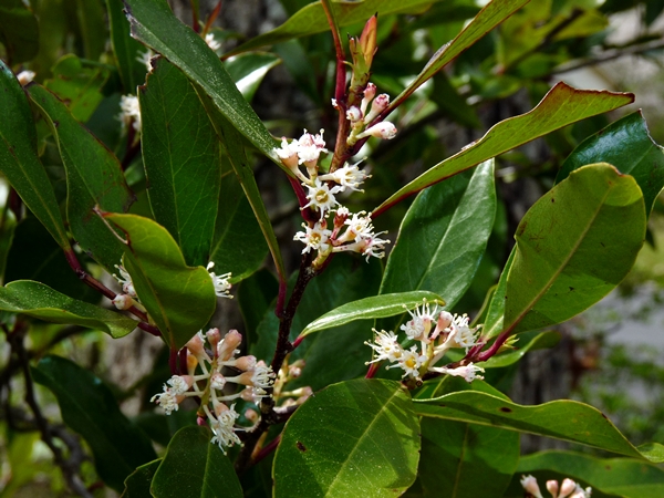 Prunus caroliniana