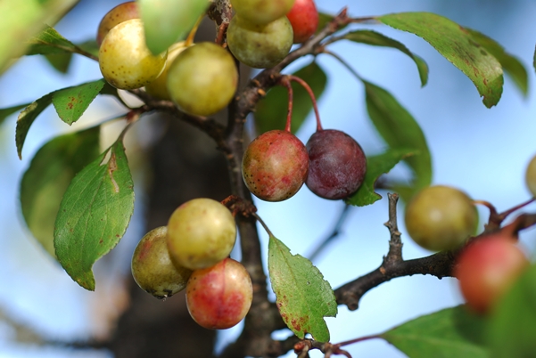 Prunus umbellata
