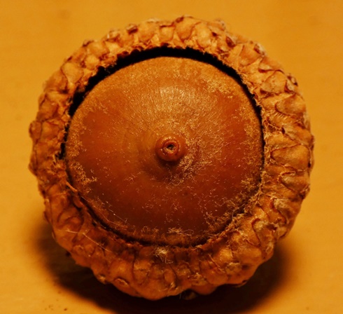 Quercus coccinea