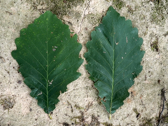 Quercus montana