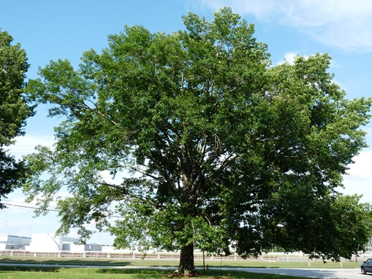 Quercus palustris