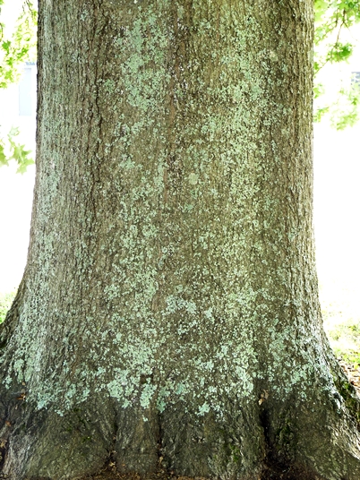 Quercus palustris