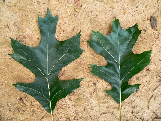 Quercus velutina