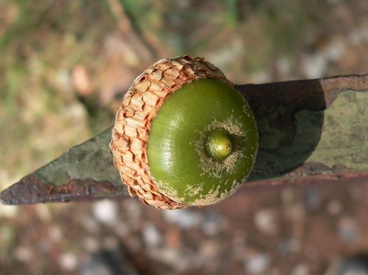 Quercus velutina