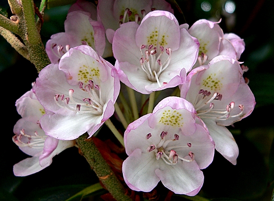 Rhododendron maximum