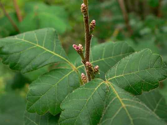 Rhus aromatica var. aromatica