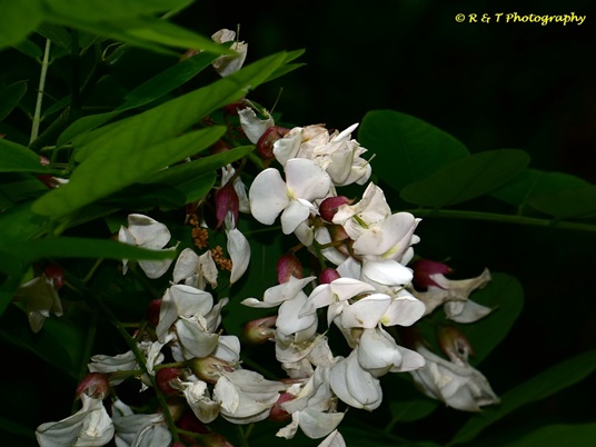 Robinia pseudoacacia
