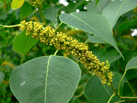 Triadica sebifera