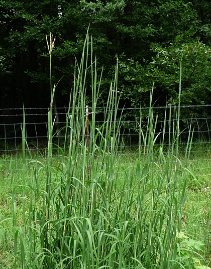 Andropogon gerardii