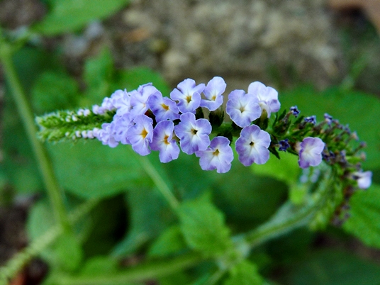 Heliotropium indicum