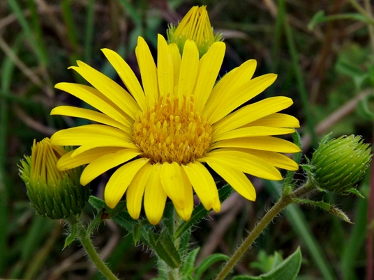 Heterotheca camporum
