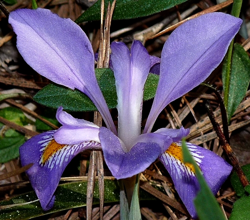 Iris verna var. smalliana