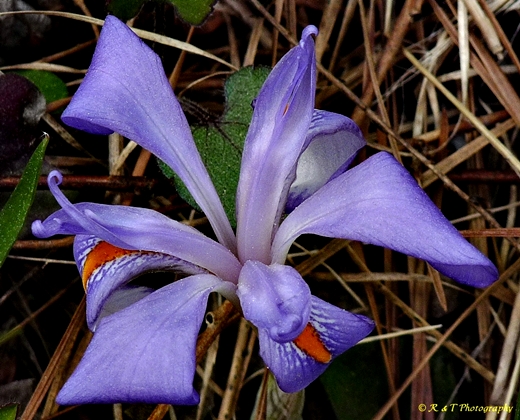 Iris verna var. smalliana